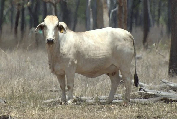 របៀបវាយតម្លៃពិន្ទុដងខ្លួនគោ ...